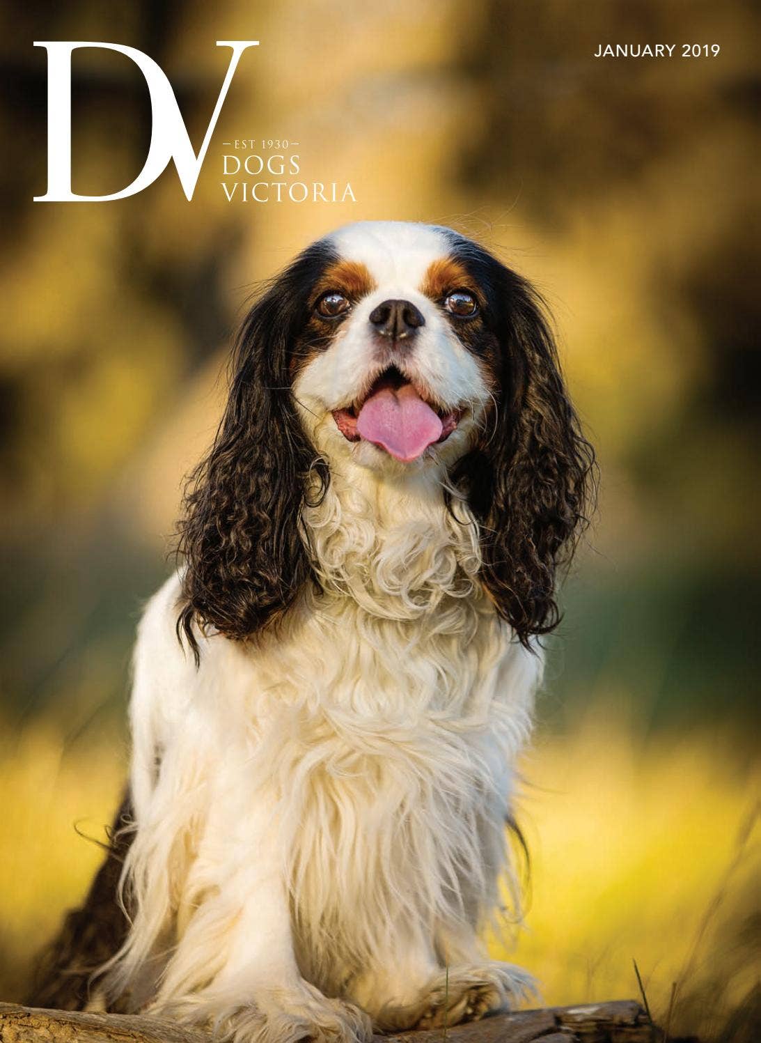 Dogs Victoria Magazine - January 2019 by Dogs Victoria - Issuu