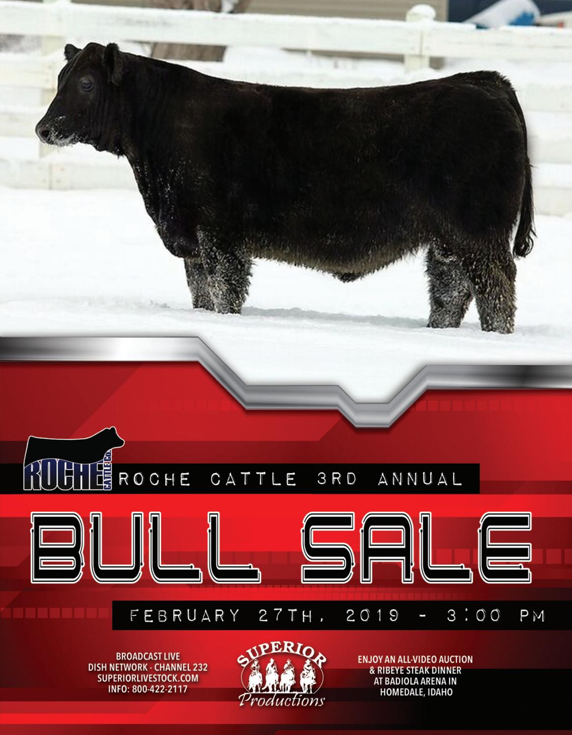 3rd Annual Roche Cattle Bull Sale by kelsey.steinkraus - Issuu