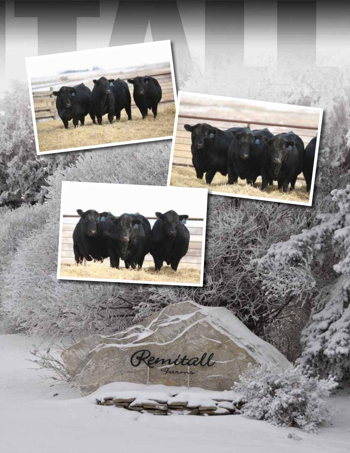 2019 Remitall Farms Bull & Select Female Sale by Canadian Angus ...