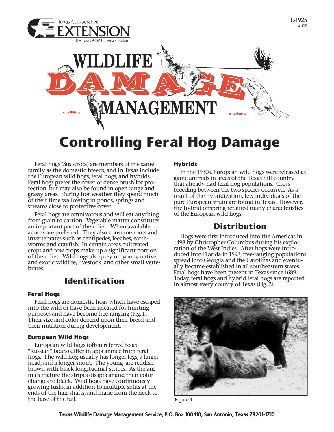 Controlling Feral Hog Damage by Texas A&M Natural Resources Institute ...