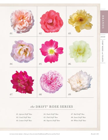 2020 Star® Roses and Plants Catalog by Star® Roses and Plants - Issuu