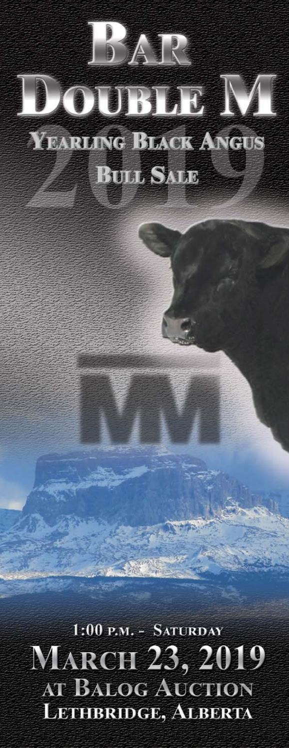 Bar Double M Black Angus Bull Sale by Coyote Publishing Ltd. - Issuu