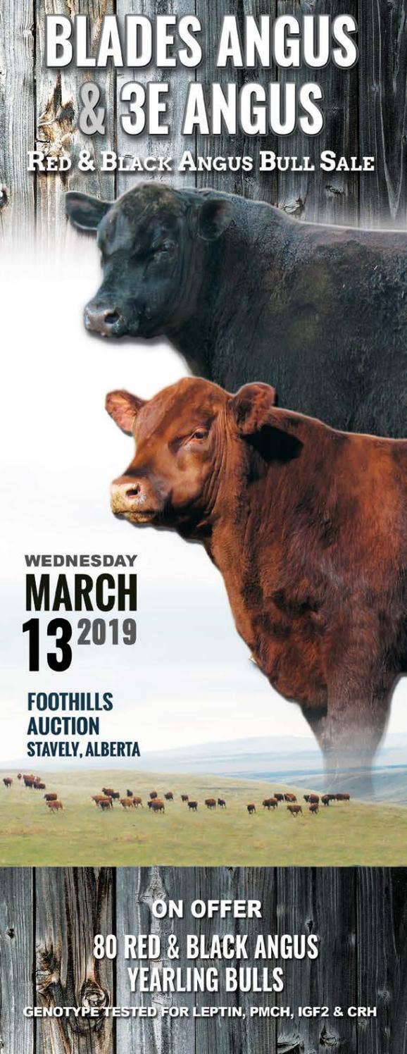 Blades Angus & 3E Angus Red & Black Angus Bull Sale by Coyote ...