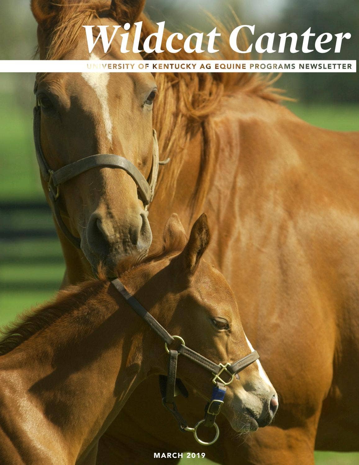University of Kentucky Ag Equine Programs March 2019 Wildcat Canter by ...