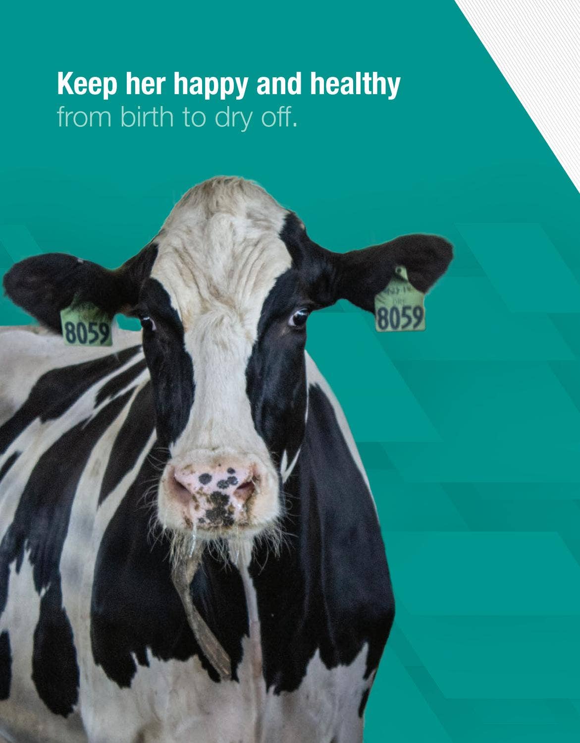 GENEX Holstein Sires by GENEX - Issuu
