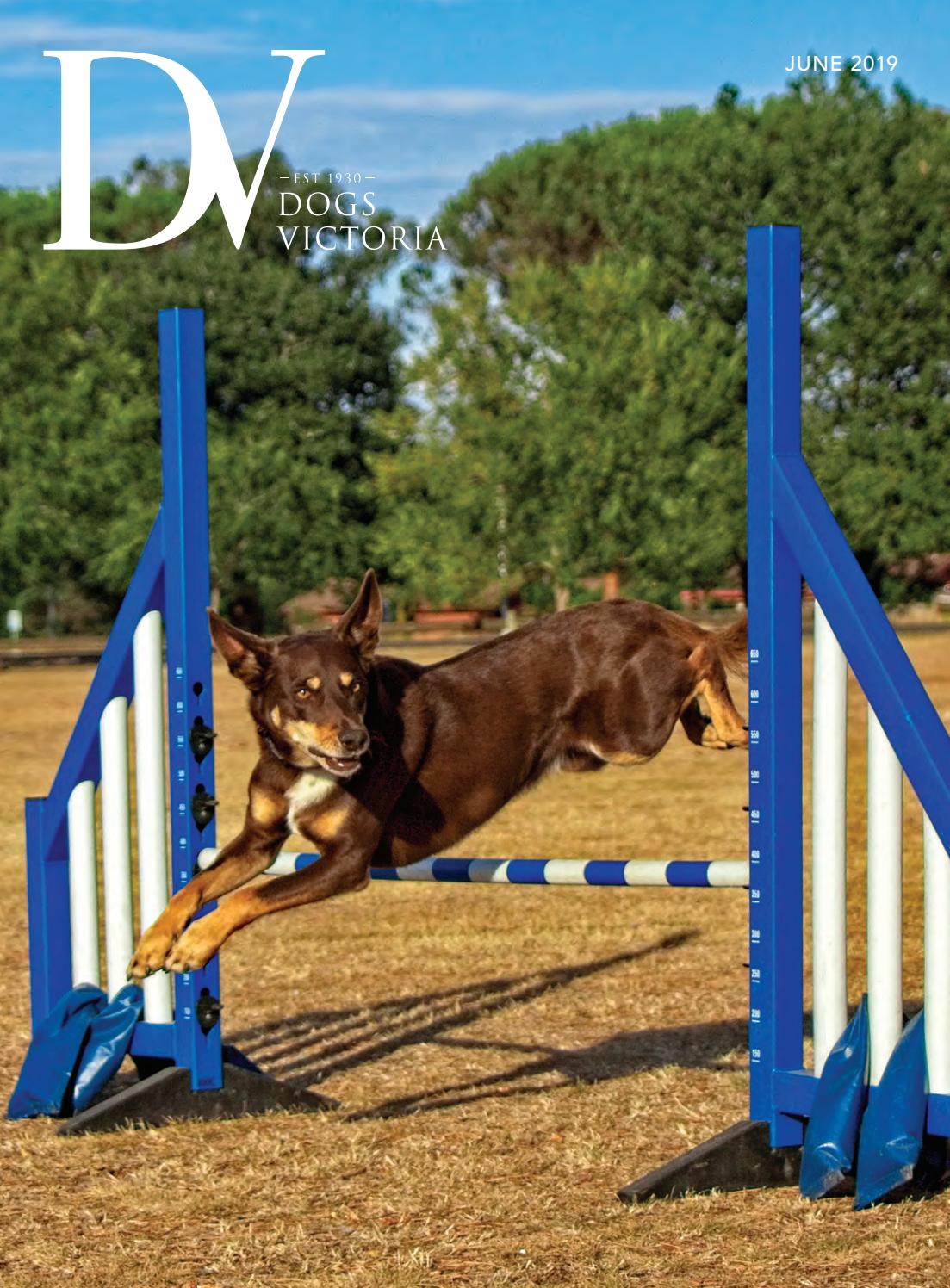 Dogs Victoria Magazine - June 2019 by Dogs Victoria - Issuu