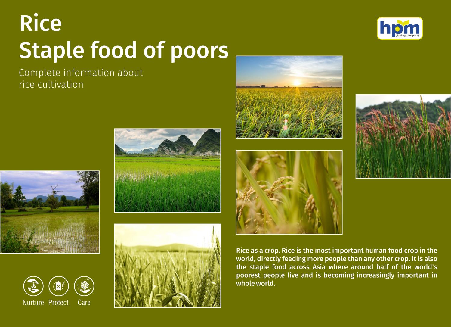Rice Crop PPT by wearehpmindia - Issuu