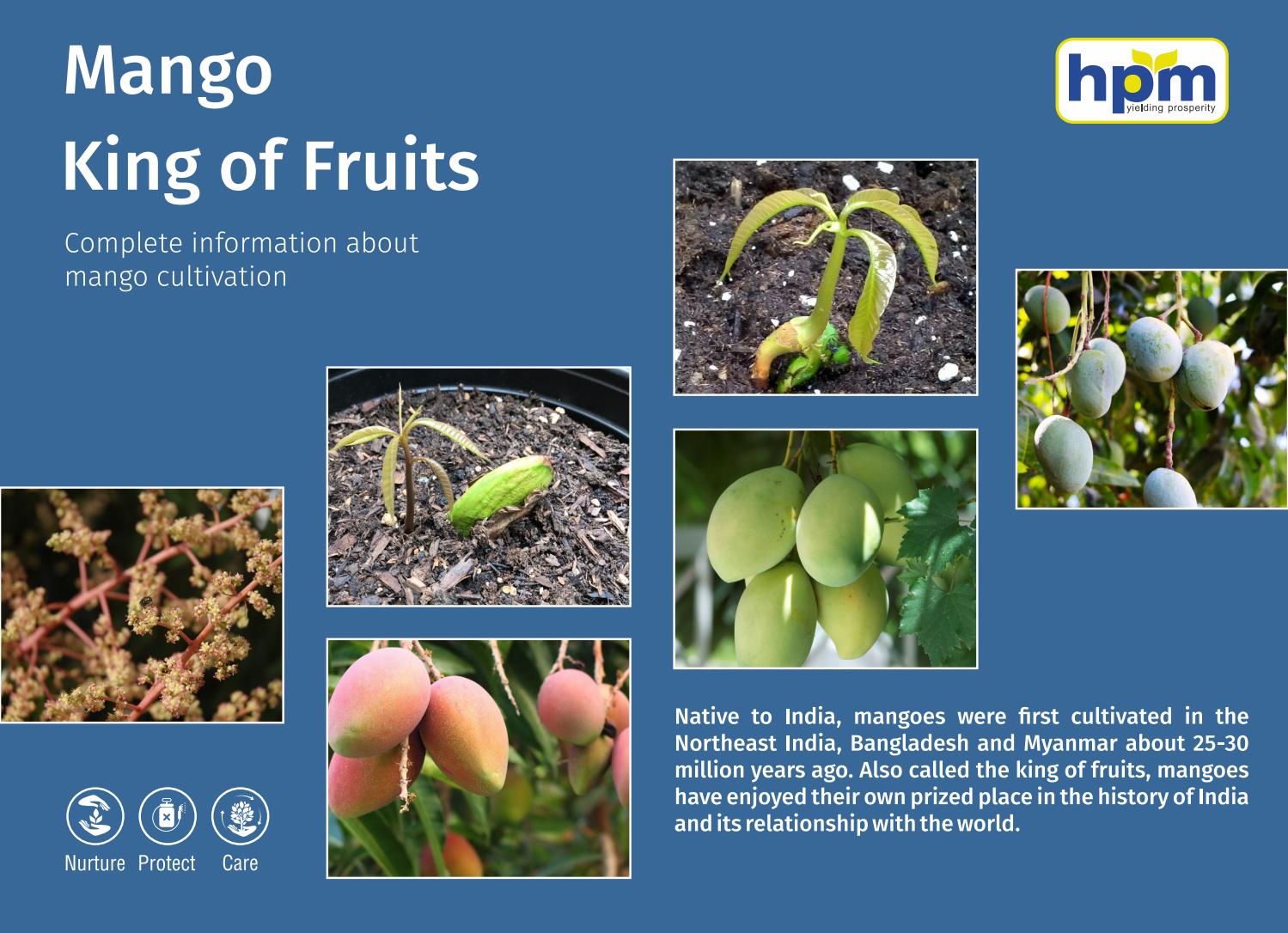 Mango Fruit PPt by wearehpmindia - Issuu
