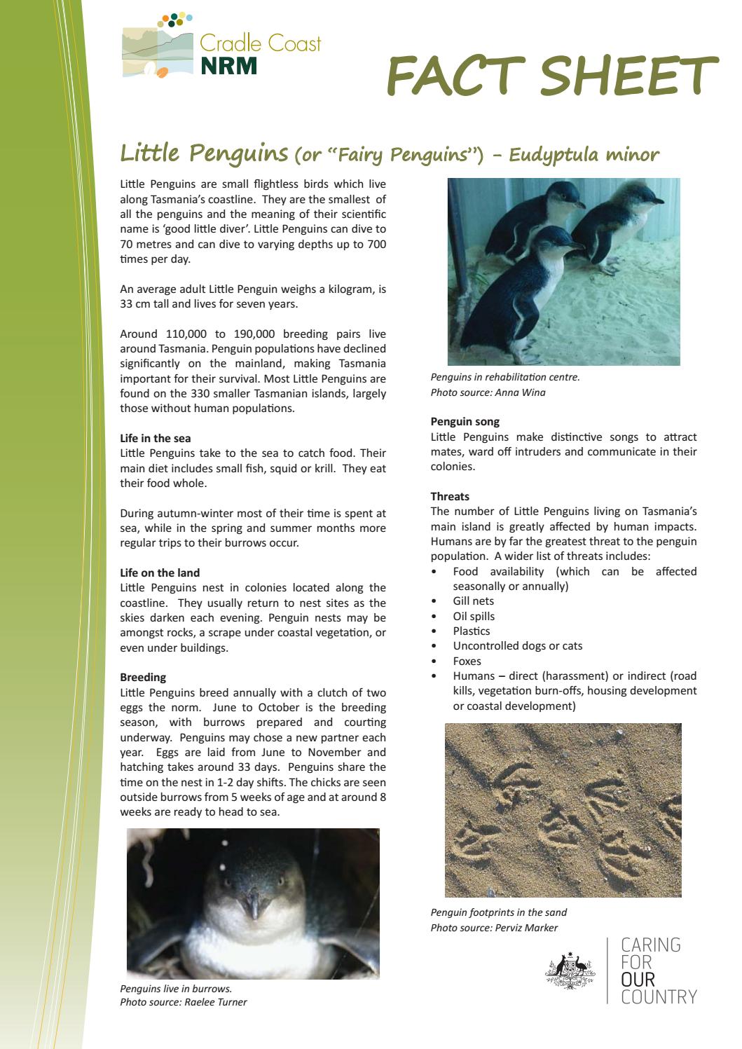Little Penguins Fact Sheet by Cradle Coast Authority - Issuu