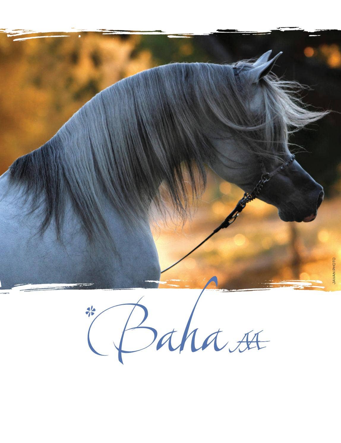 *Baha AA by Arabian Horse World - Issuu