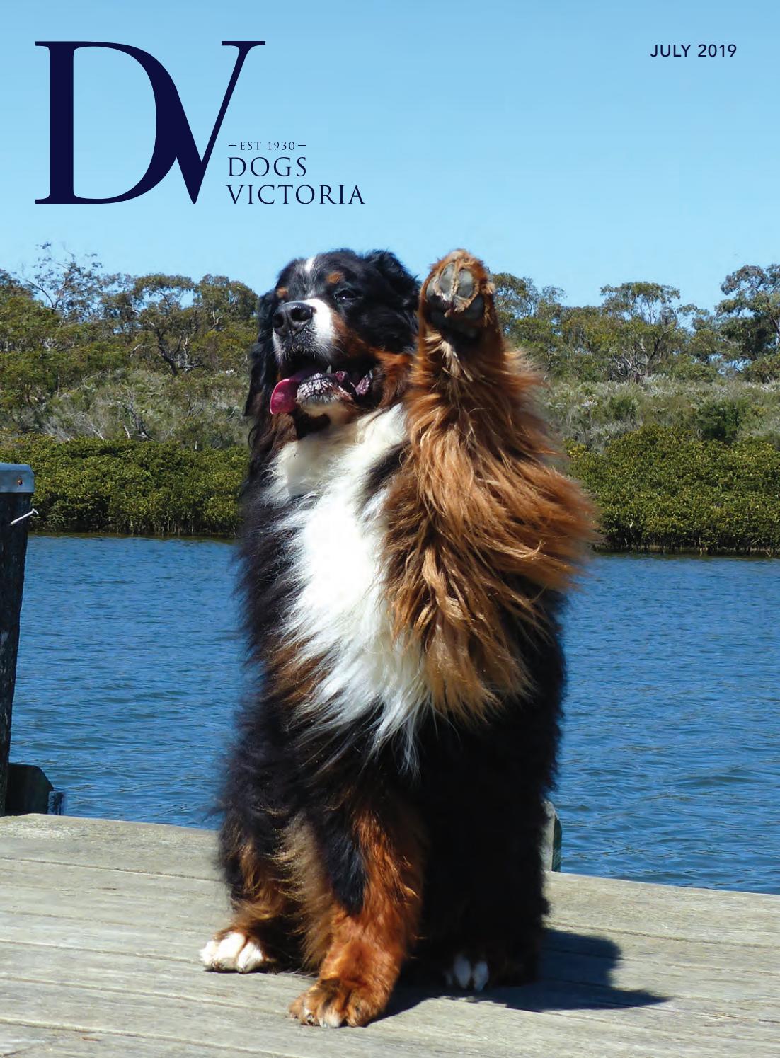 Dogs Victoria Magazine - July 2019 by Dogs Victoria - Issuu