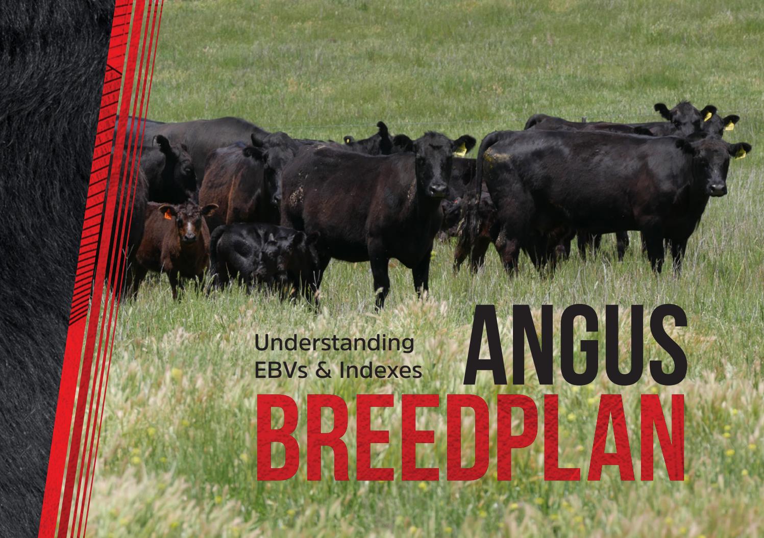 Understanding Ebv's & Indexes Angus BREEDPLAN 2019 by Angus Australia ...