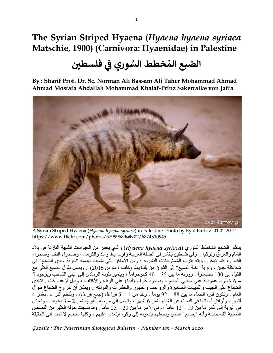 The Syrian Striped Hyaena (Hyaena hyaena syriaca) in Palestine by Dr ...