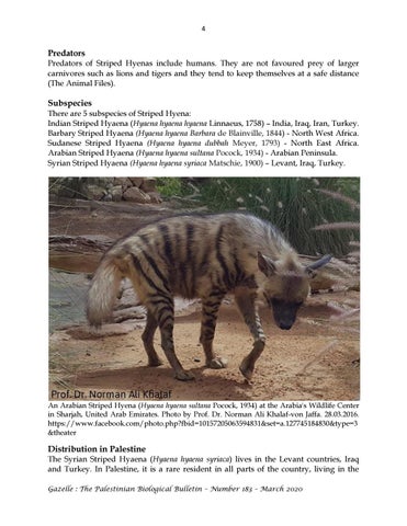 The Syrian Striped Hyaena (Hyaena hyaena syriaca) in Palestine by Dr ...