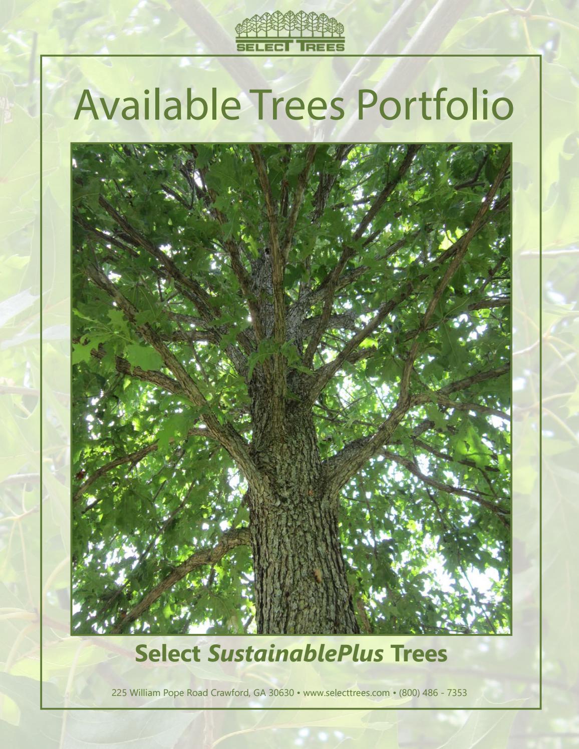 Select Trees Availability Portfolio by Select Trees - Issuu