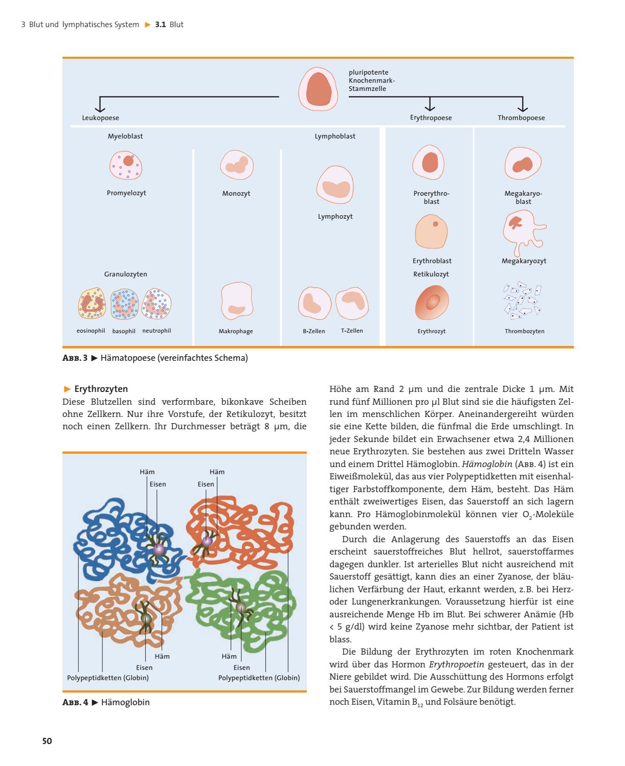 Anatomie und Physiologie by Verlag Stumpf & Kossendey - Issuu