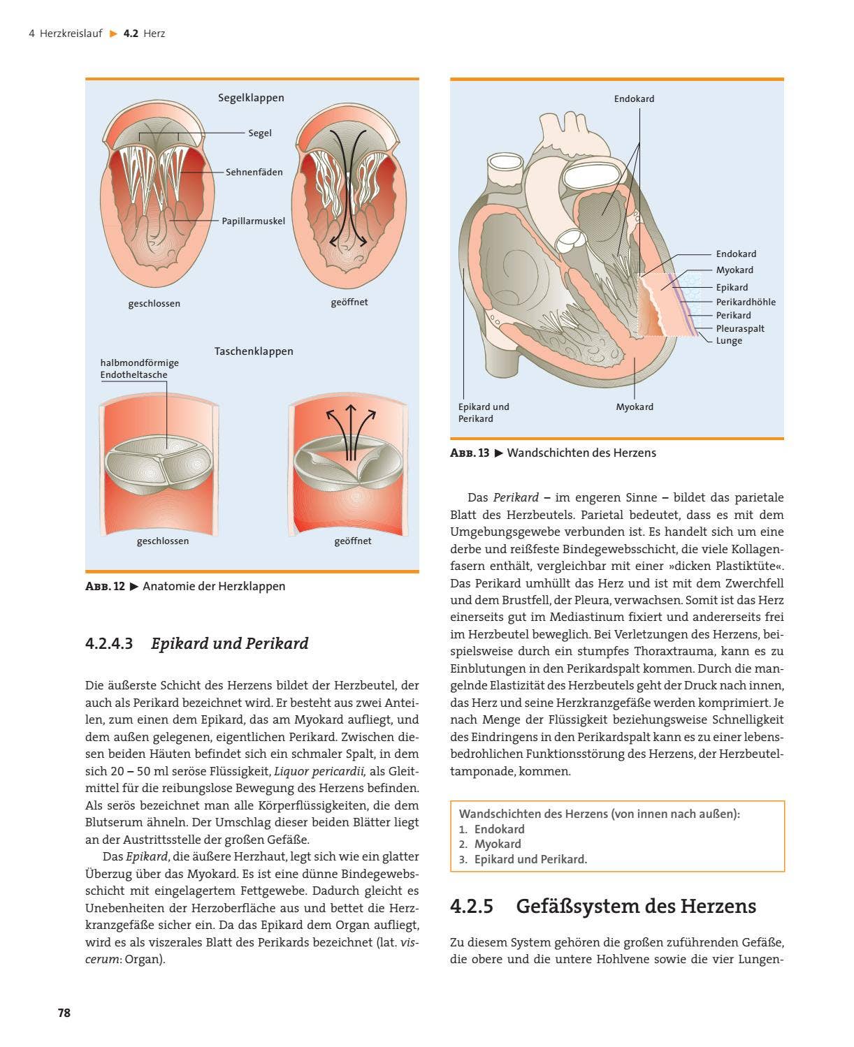 Anatomie und Physiologie by Verlag Stumpf & Kossendey - Issuu