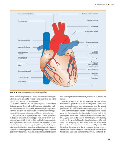 Anatomie und Physiologie by Verlag Stumpf & Kossendey - Issuu