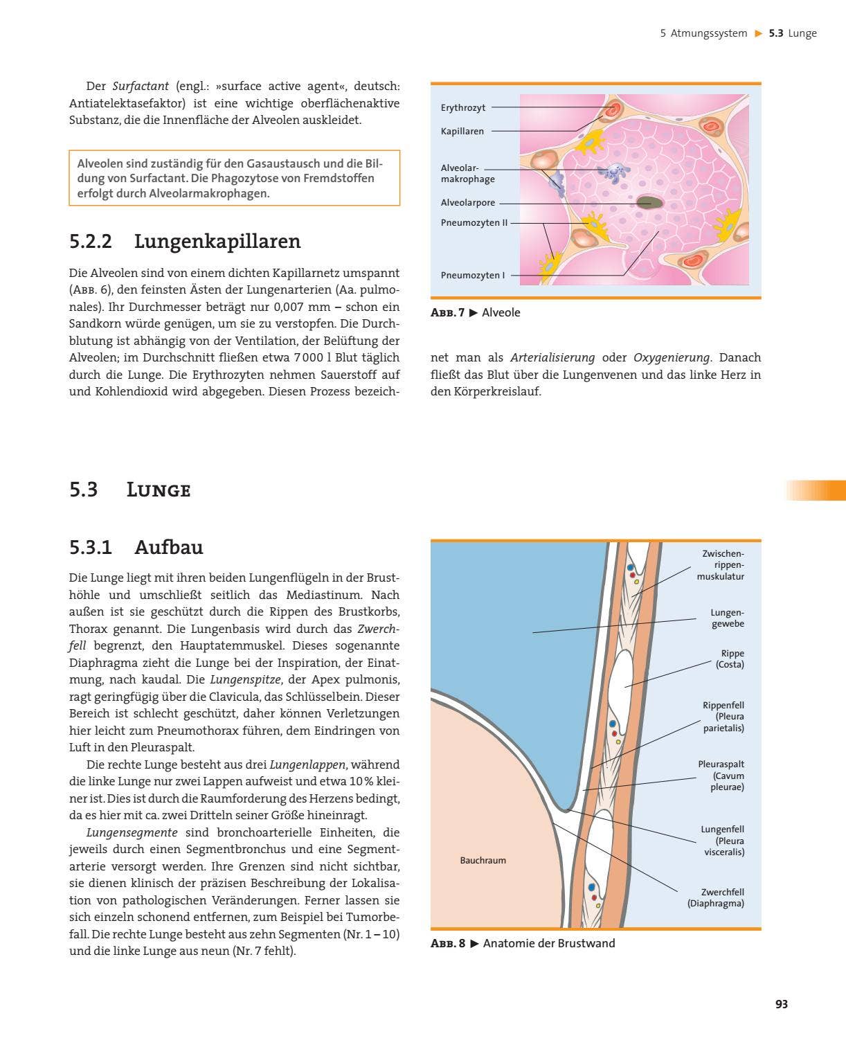 Anatomie und Physiologie by Verlag Stumpf & Kossendey - Issuu