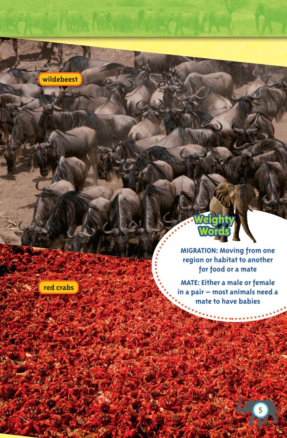 National Geographic Readers - Elephants: Level 4 by Collins - Issuu