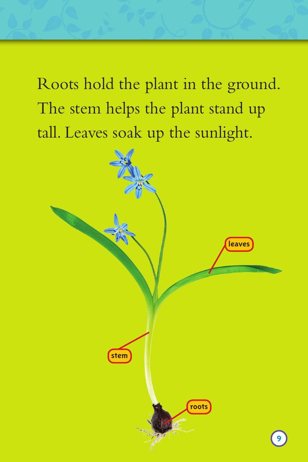 National Geographic Readers - Seed to Plant: Level 2 by Collins - Issuu