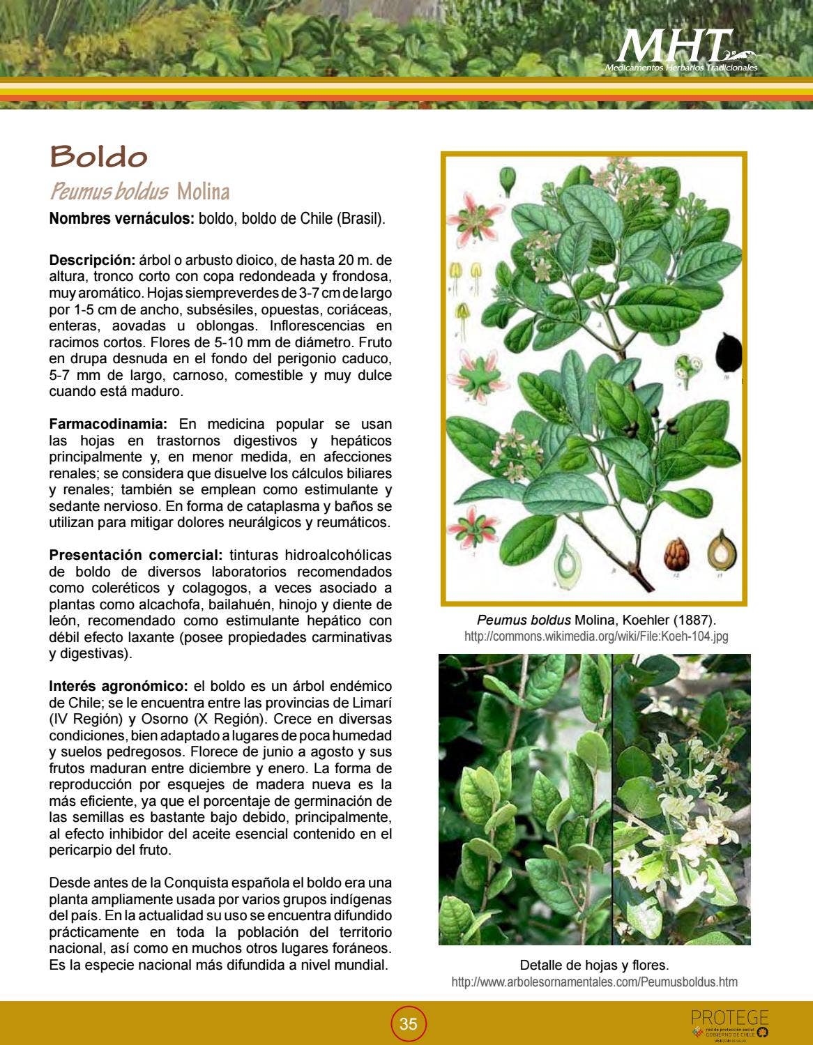 Boldo by Fernando Ruz - chileangarden - Issuu