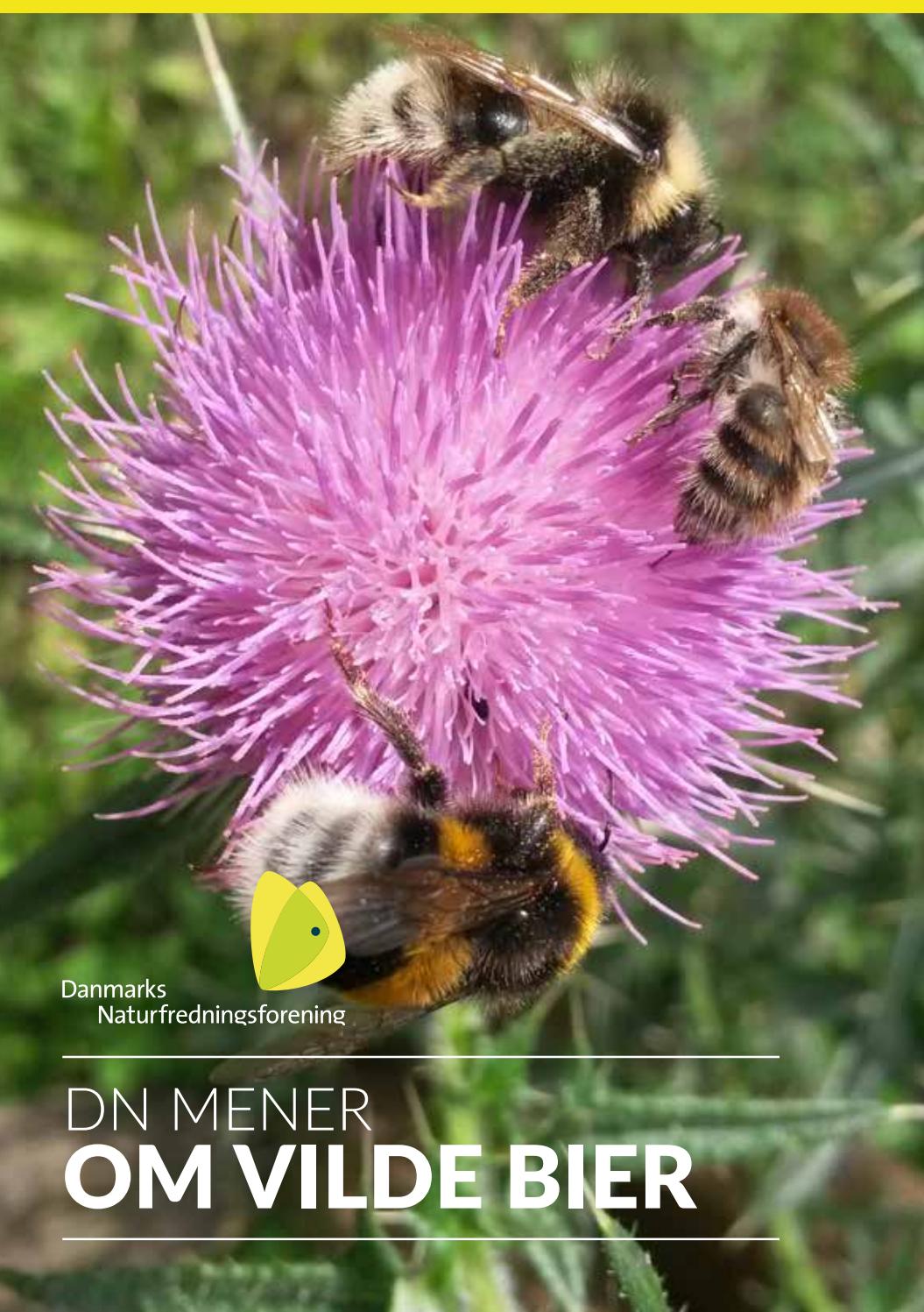 Vilde bier - DN mener by Danmarks Naturfredningsforening - Issuu