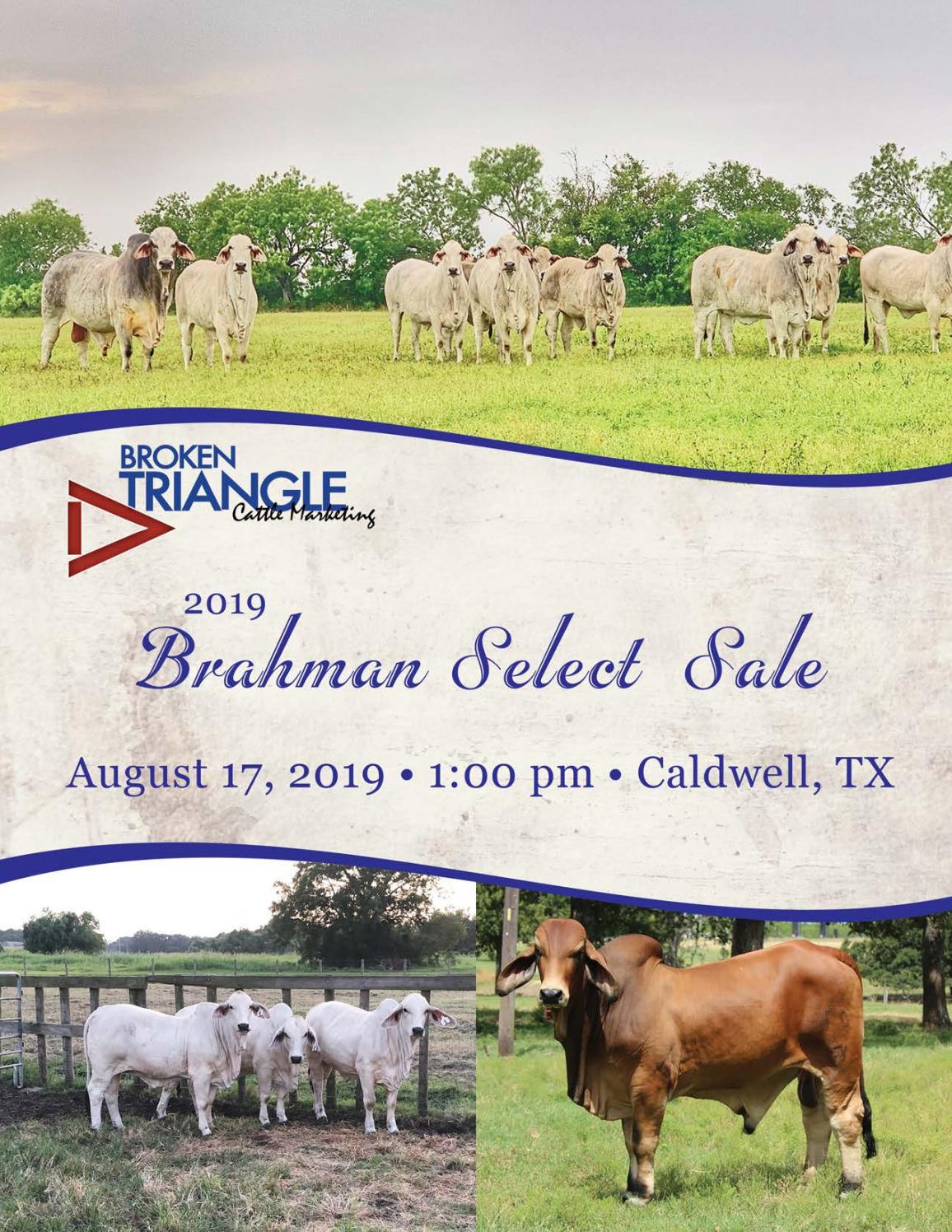 Brahman Select Sale by Cattle In Motion, LLC - Issuu
