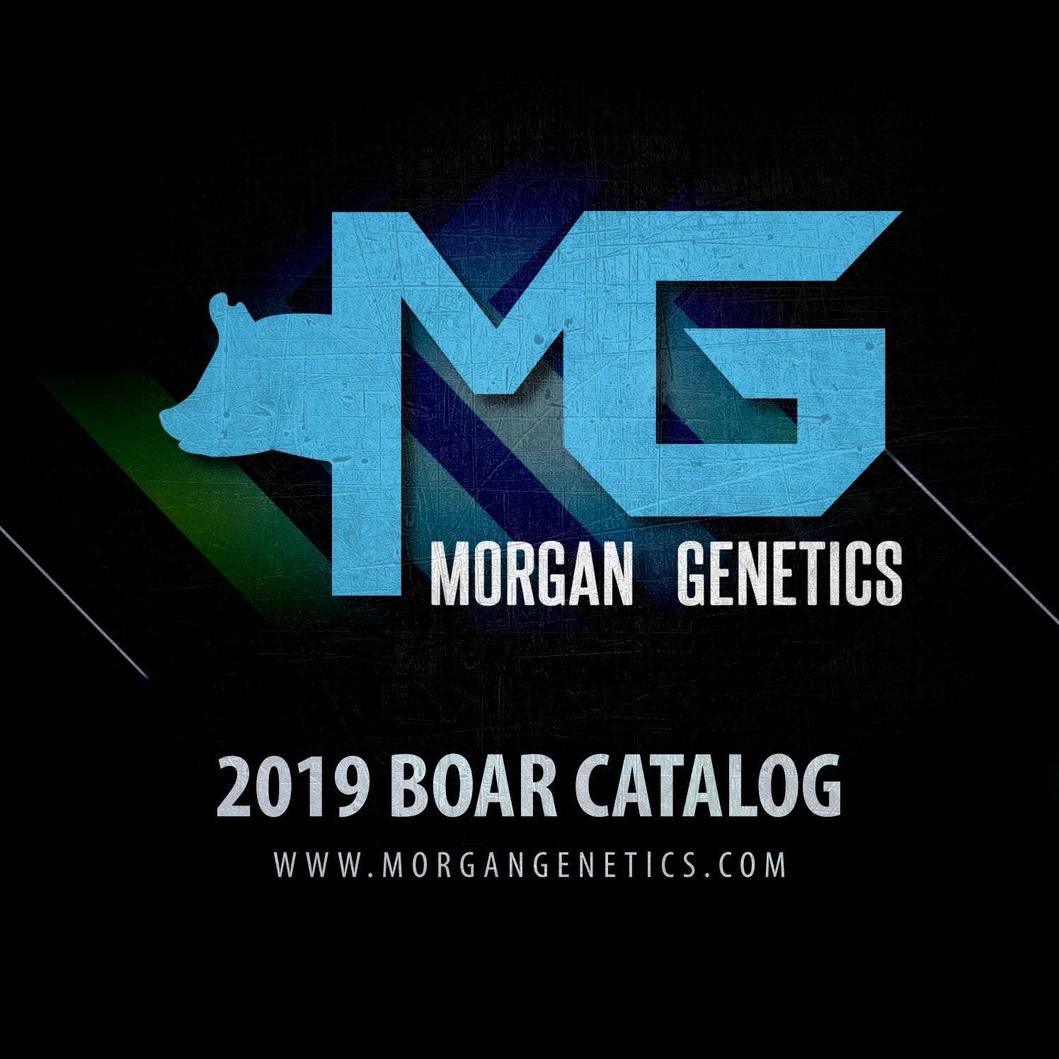 MORGAN GENETICS BOAR STUD CATALOG by Morgan Genetics - Issuu