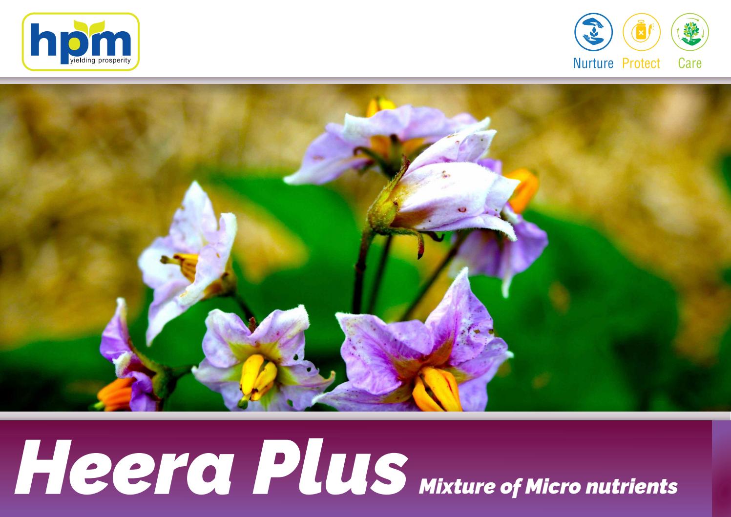 Heera Plus by wearehpmindia - Issuu