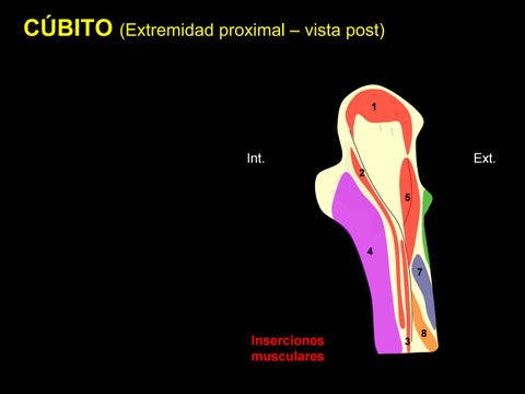 MUSCULOS DEL MIEMBRO SUPERIOR by Señor Enfermerock - Issuu