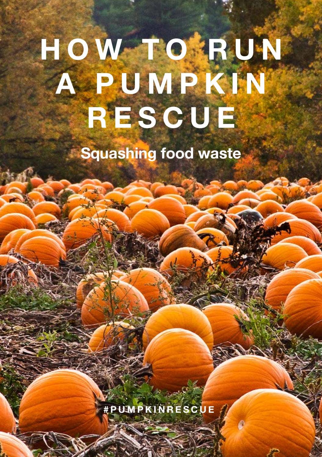 How to run a Pumpkin Rescue I Hubbub by Hubbub - Issuu