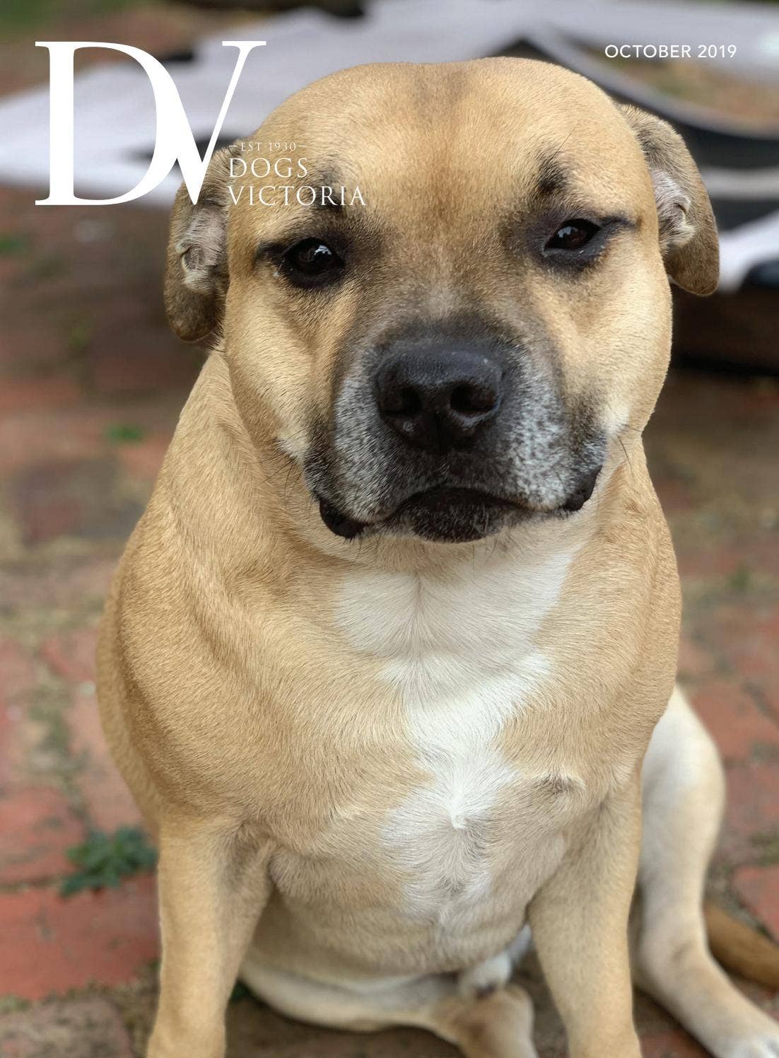 Dogs Victoria Magazine - October 2019 by Dogs Victoria - Issuu