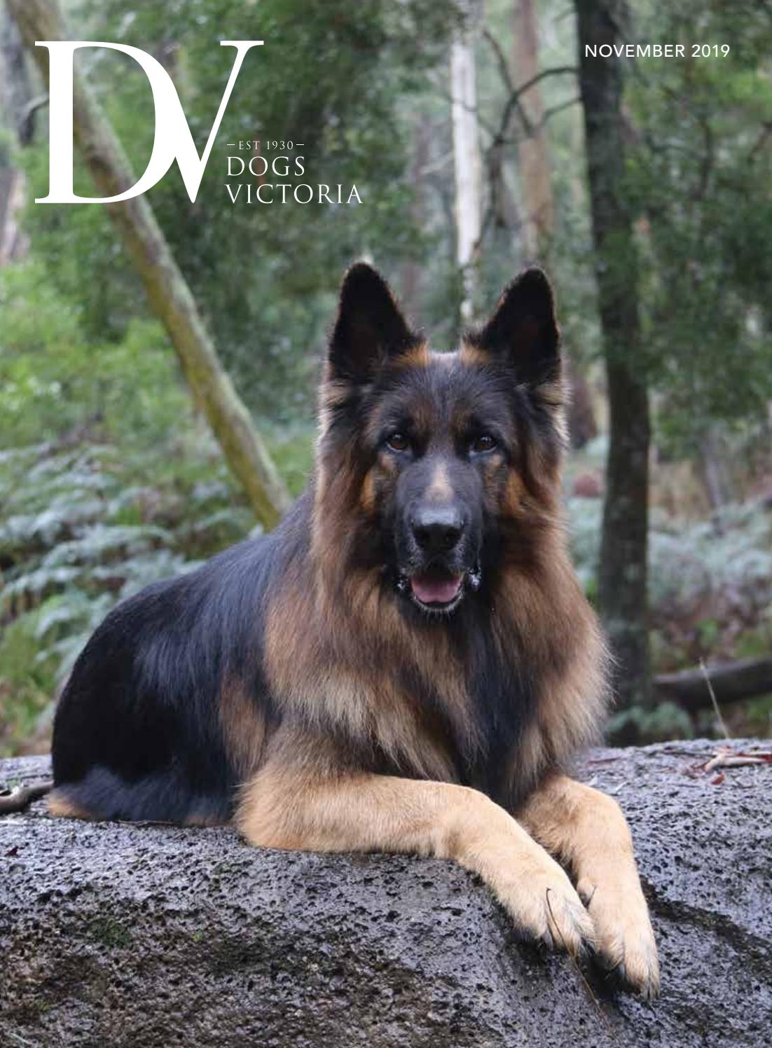 Dogs Victoria Magazine - November 2019 by Dogs Victoria - Issuu