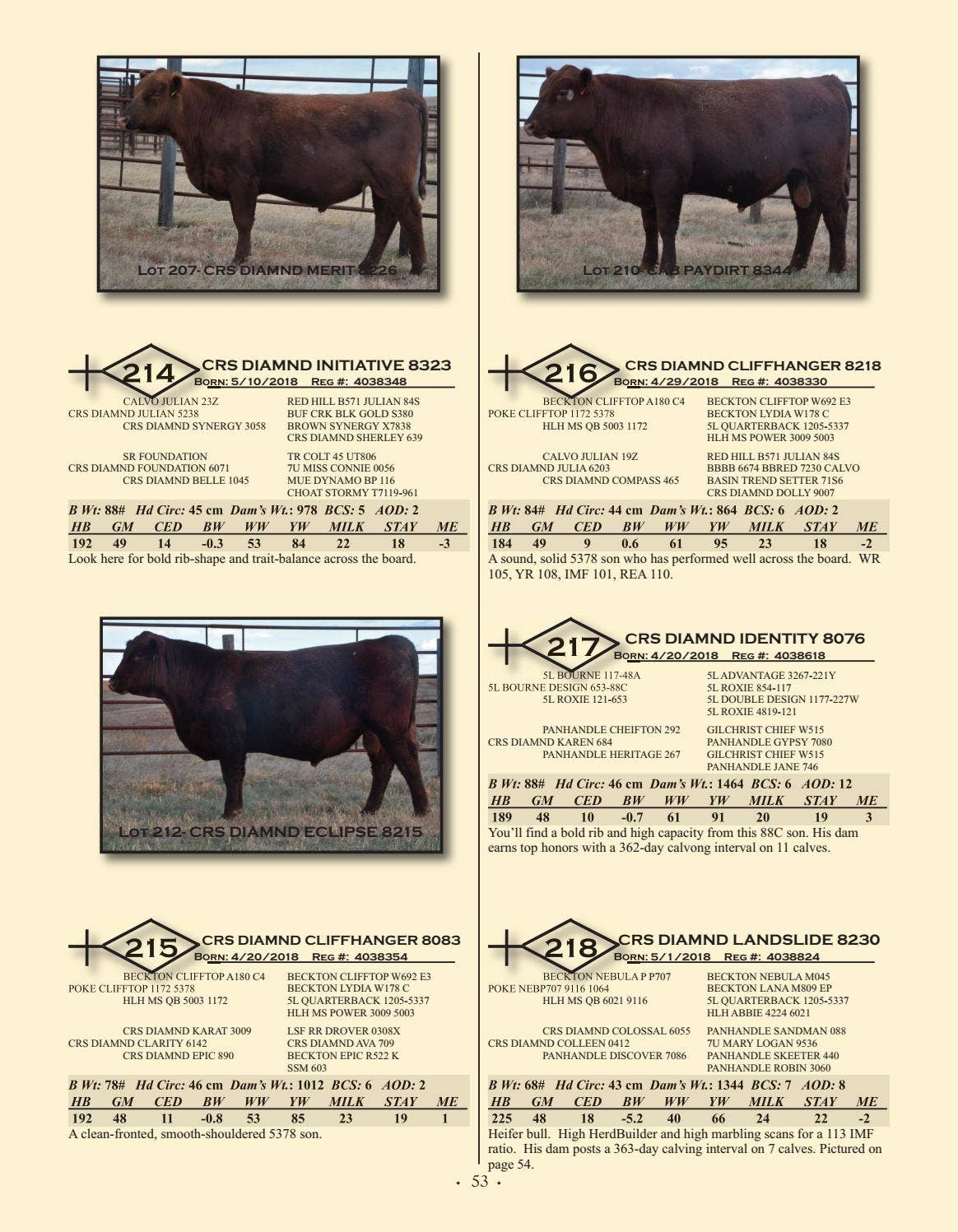 2019 Cross Diamond Cattle Company Sale Catalog-- over 450 Red Angus ...