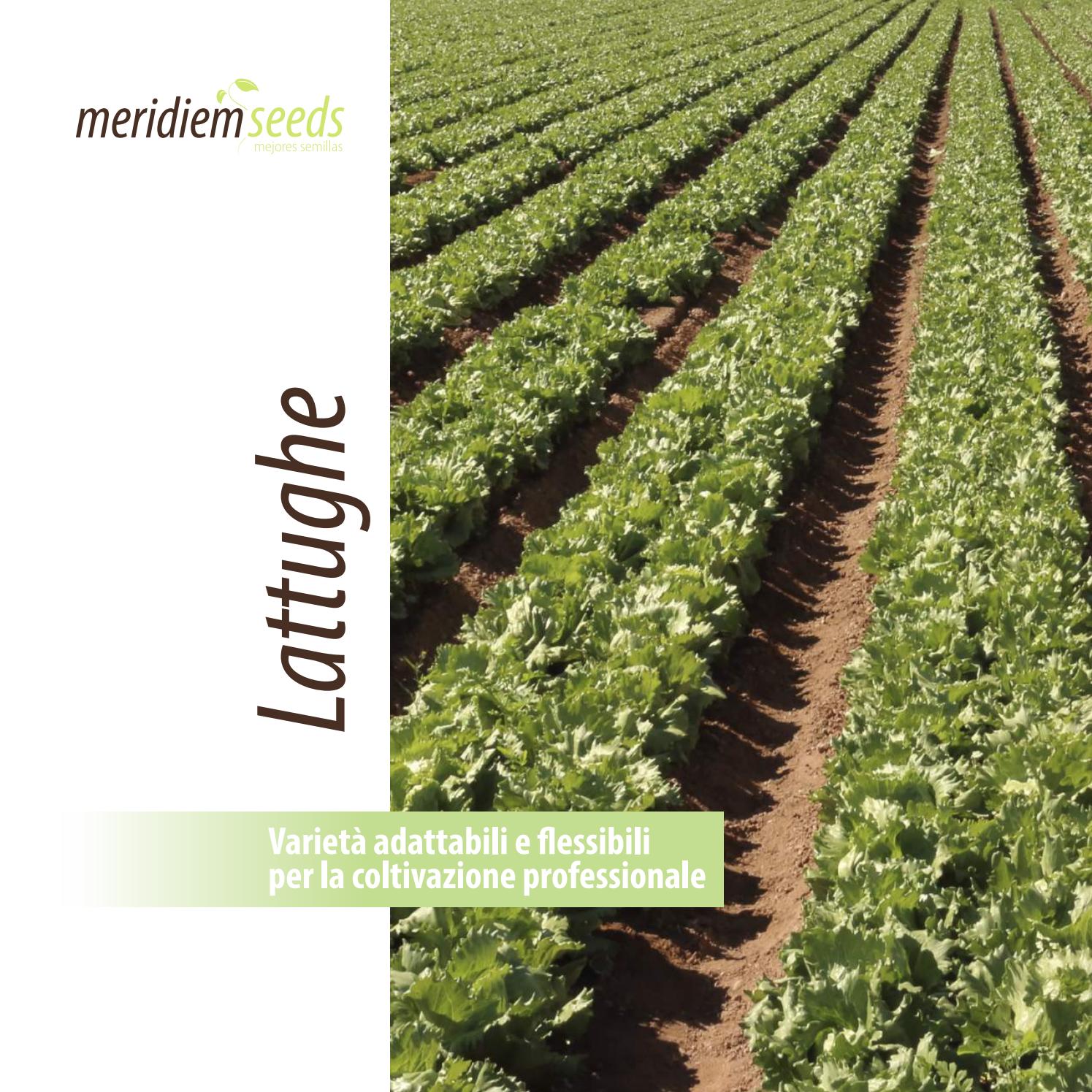 Lattughe Meridiem Seeds Italia by Meridiem Seeds - Issuu