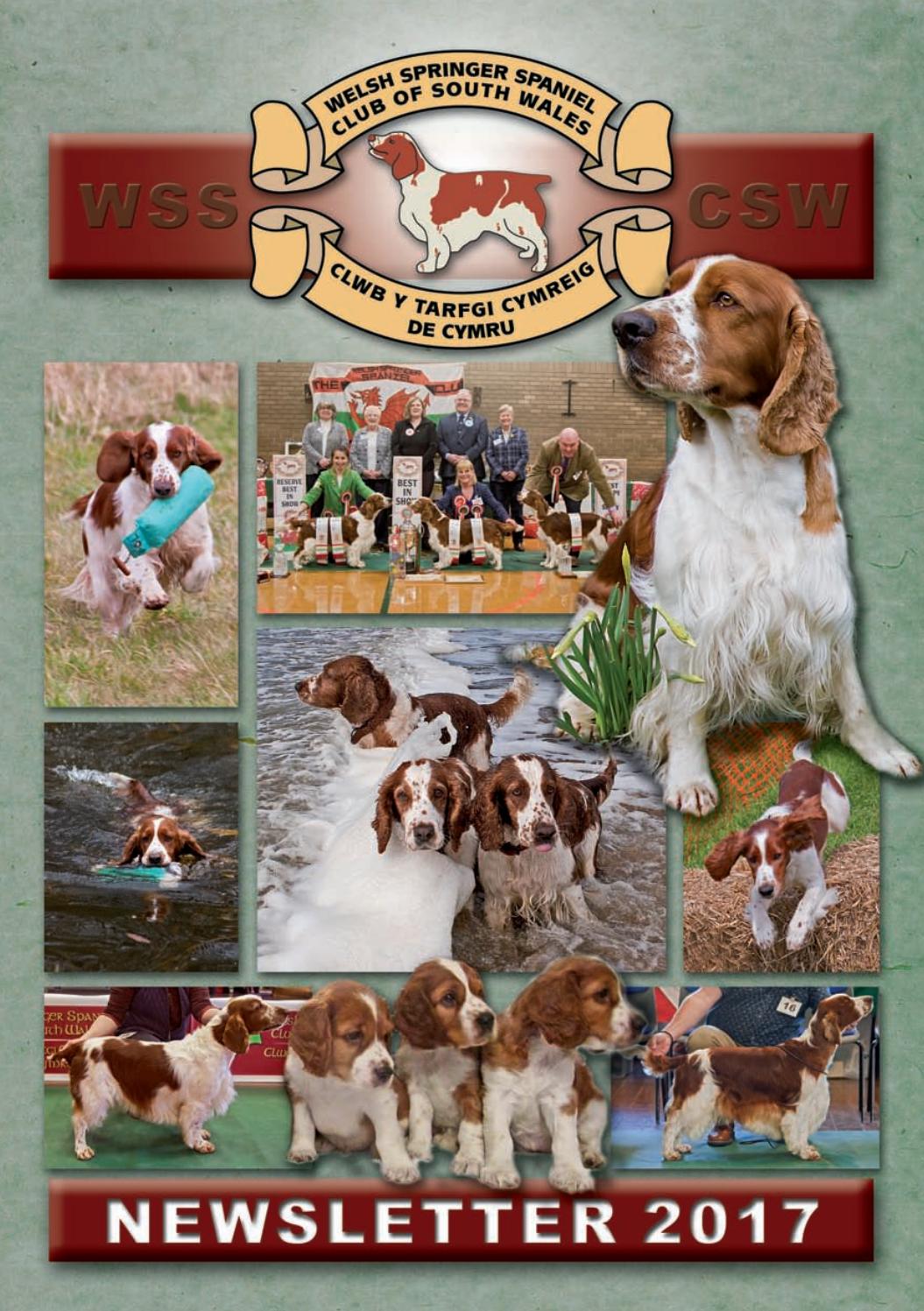 Welsh Springer Spanial Bronz