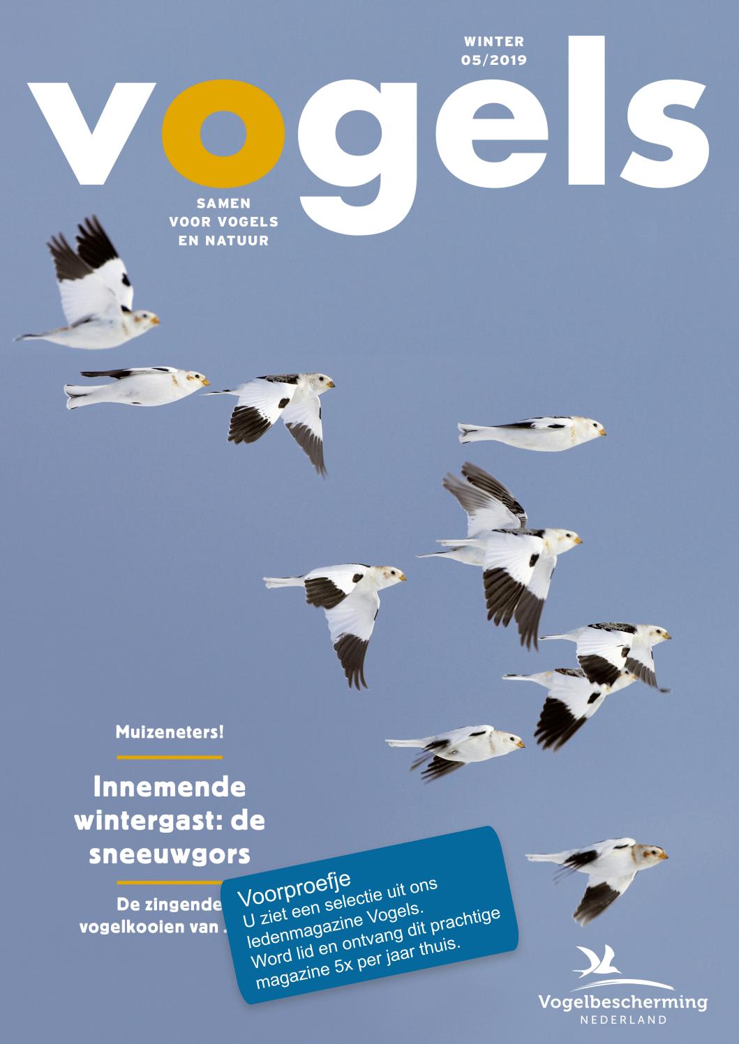 Vogels winter 05/2019 by Vogelbescherming Nederland - Issuu