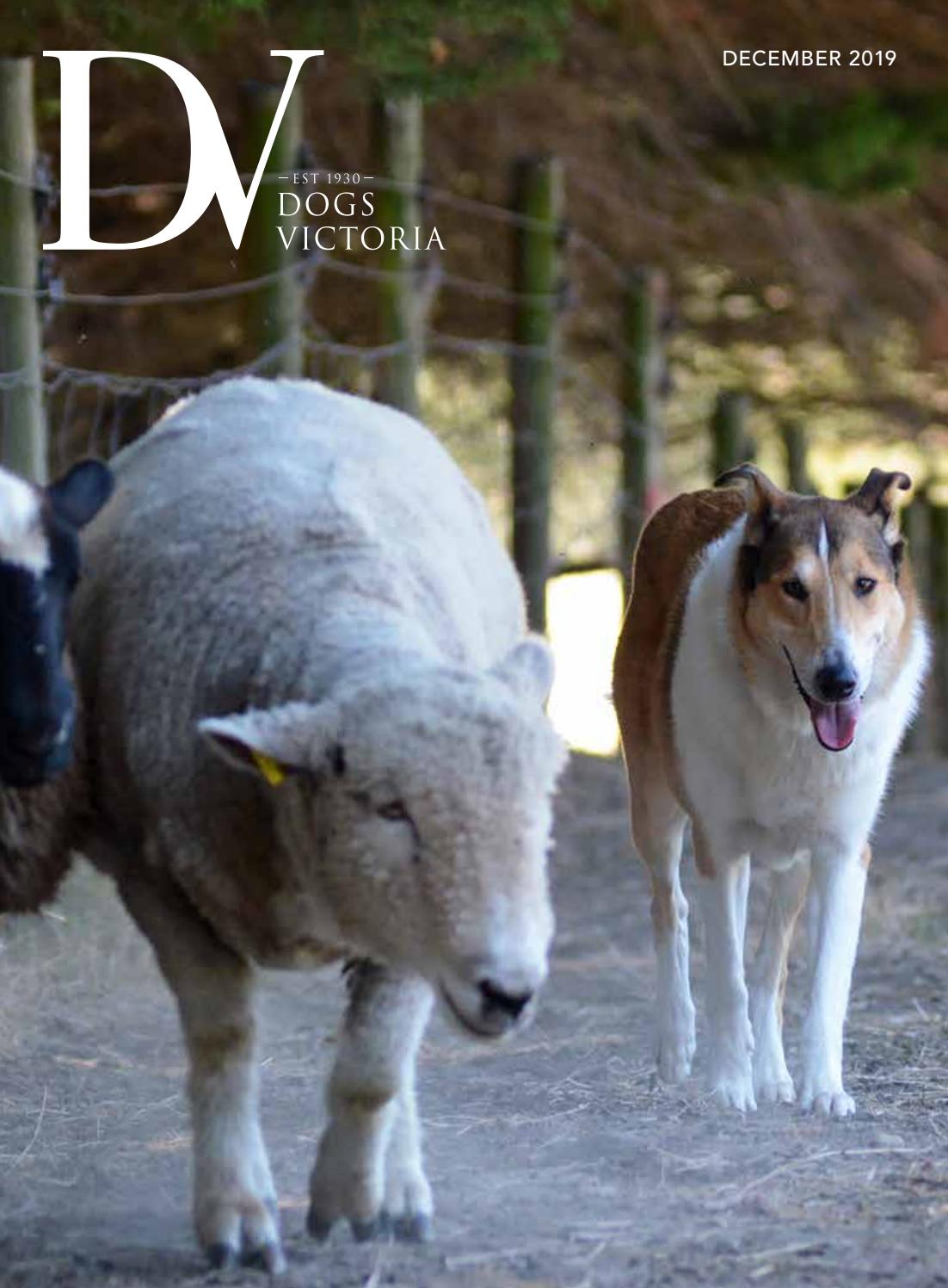 Dogs Victoria Magazine - December 2019 by Dogs Victoria - Issuu