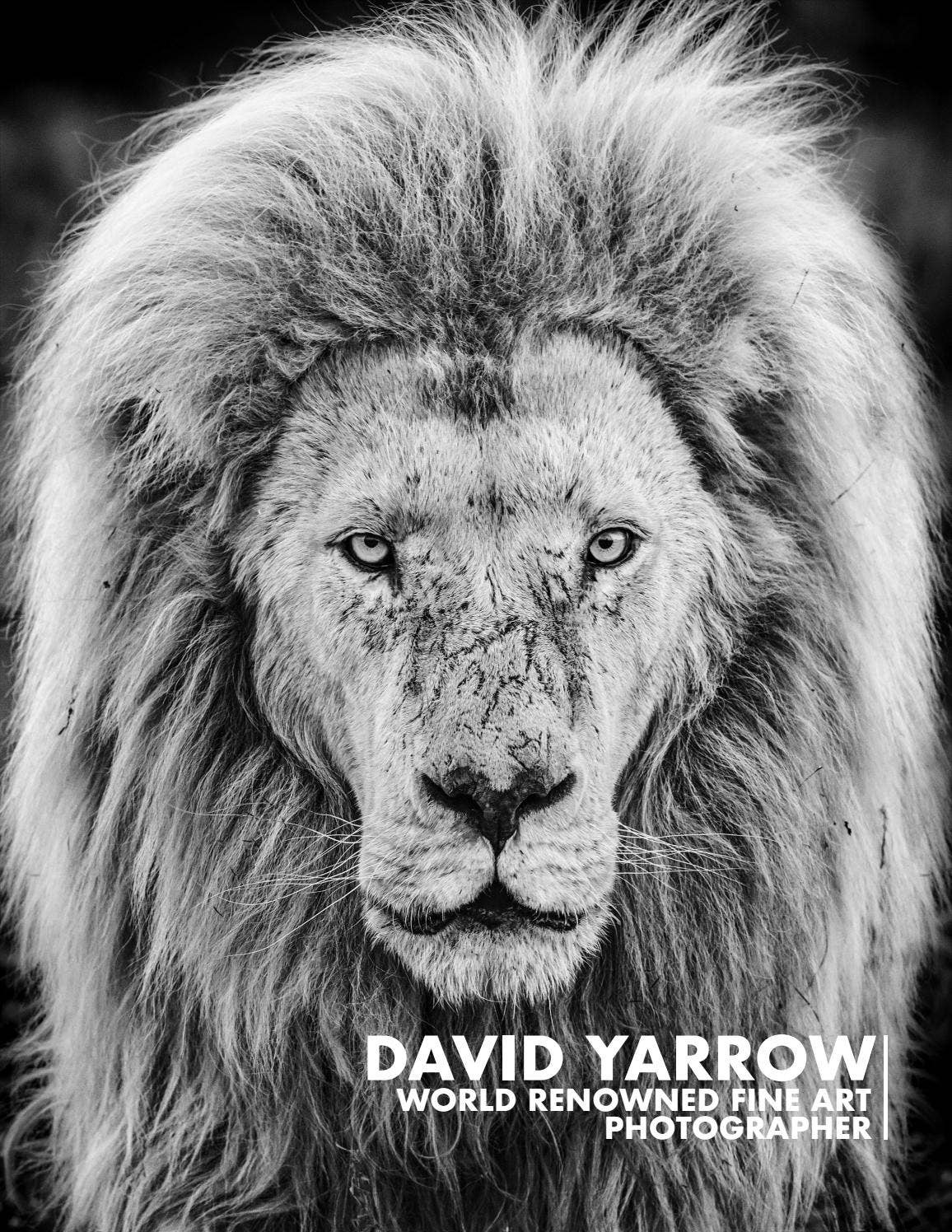 David Yarrow Catalogue by Casterline|Goodman Gallery - Issuu