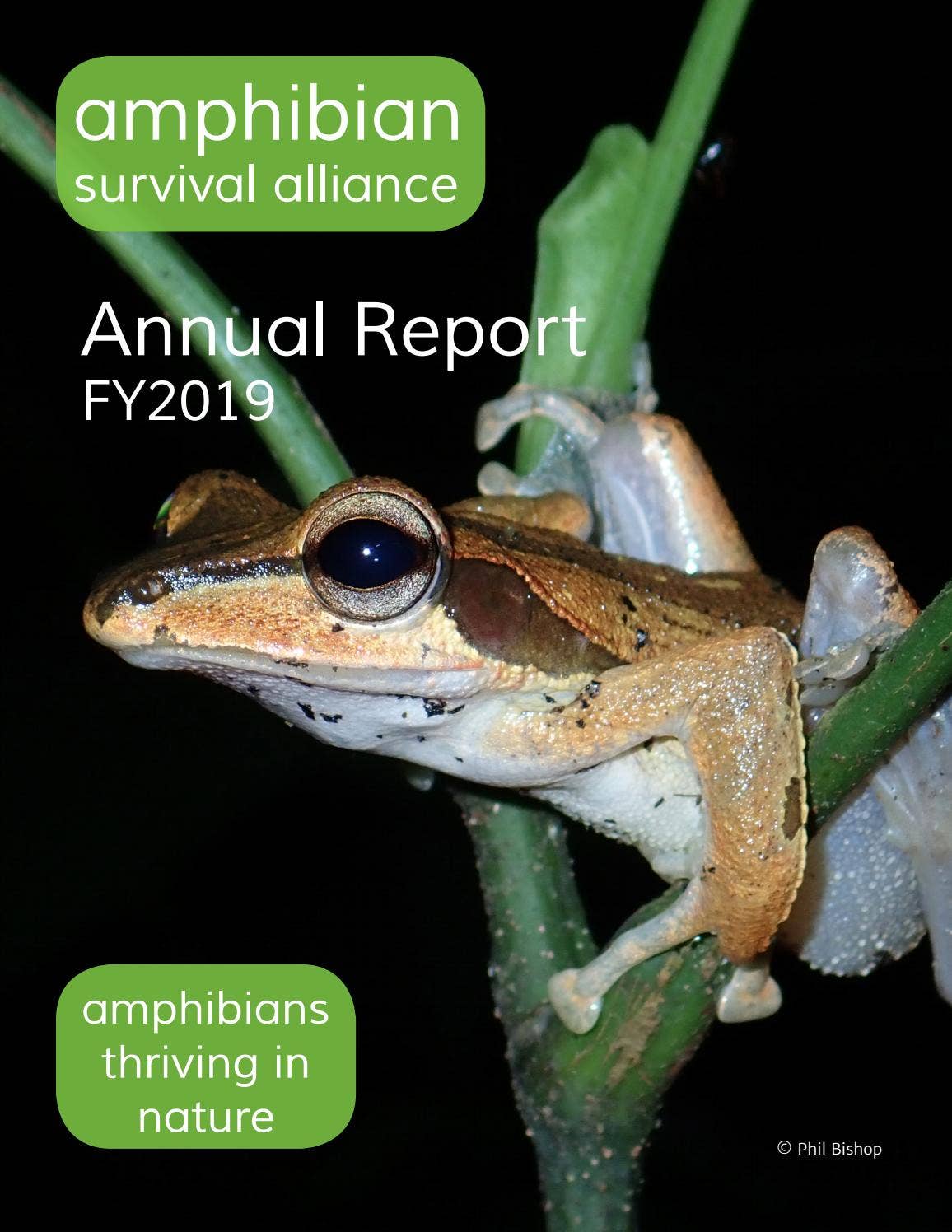 Amphibian Survival Alliance: Annual Report by Amphibian Survival ...