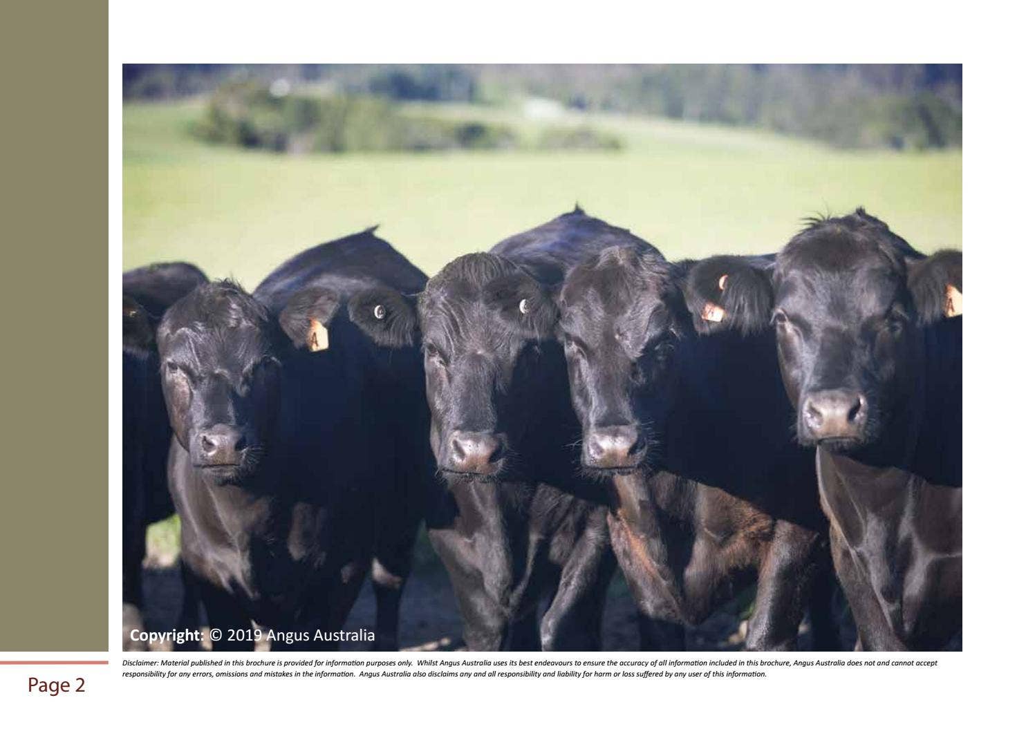 TransTasman Angus Cattle Evaluation: Understanding EBVs & Indexes by ...