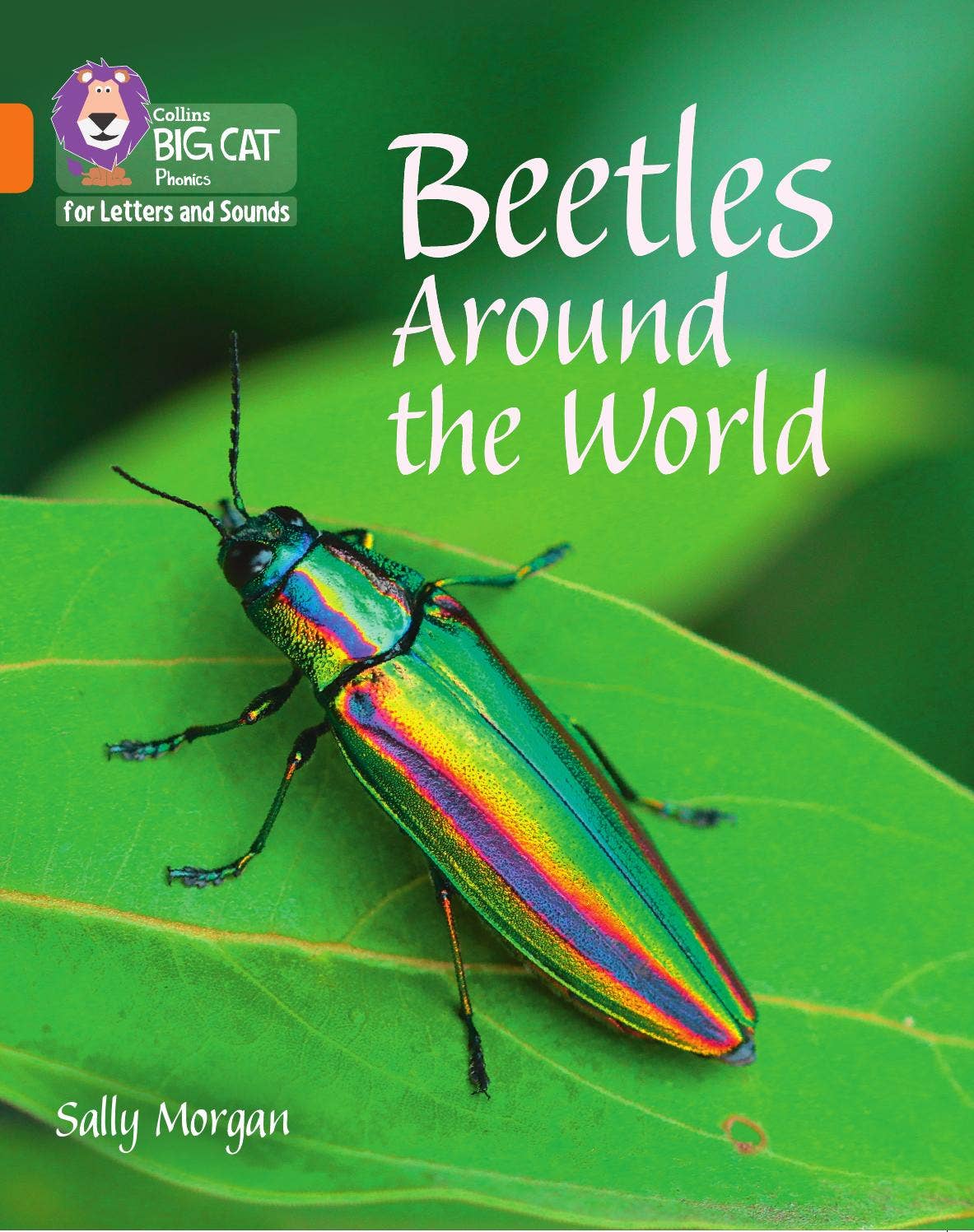 Beetles Around the World by Collins - Issuu