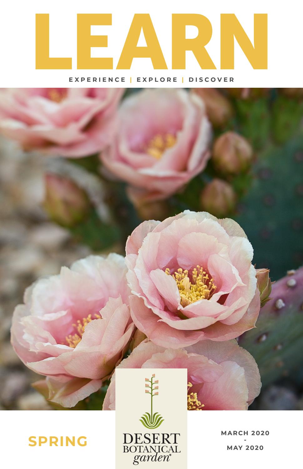 LEARN Spring Catalog 2020 by dbgphx - Issuu