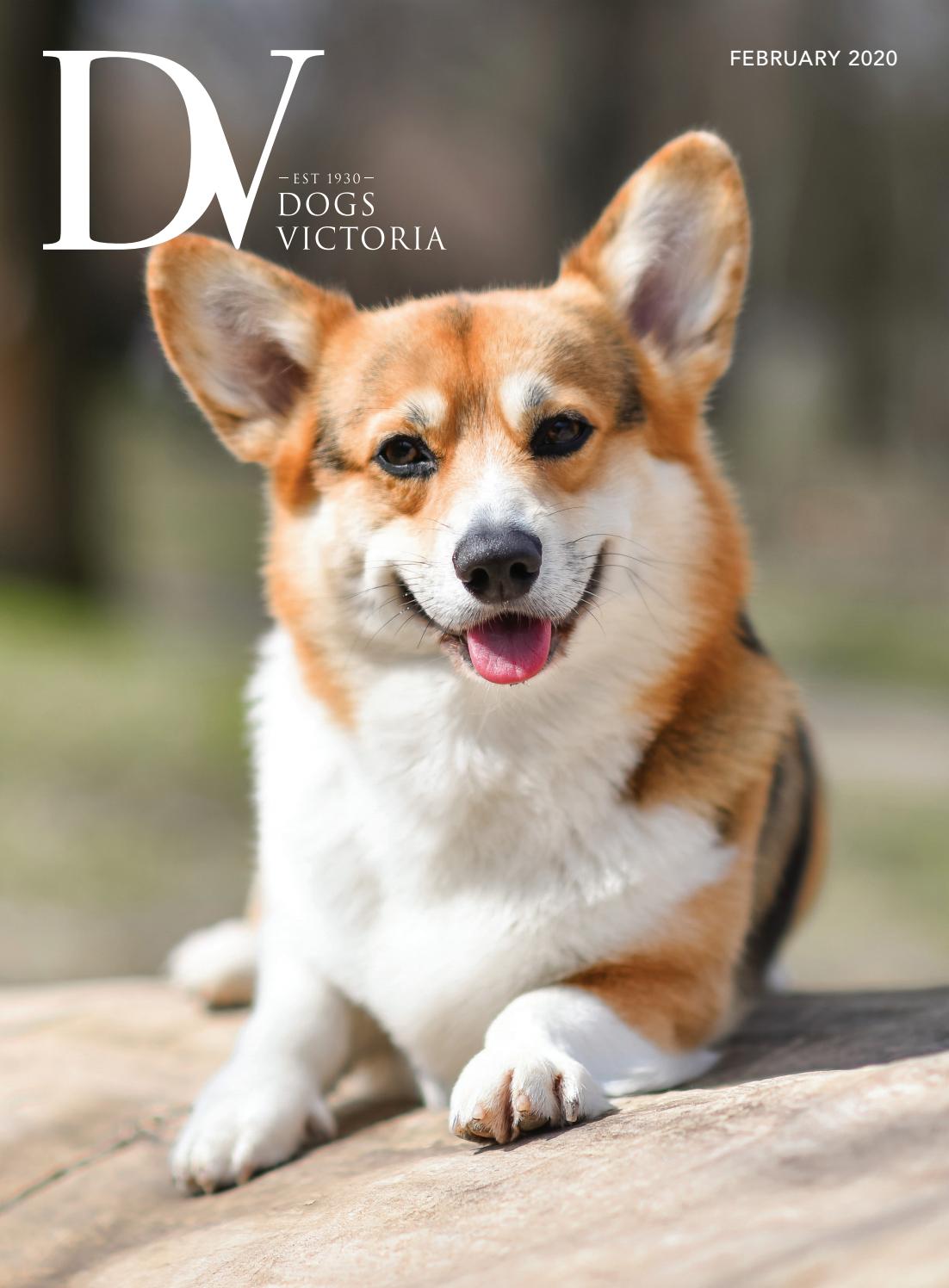 Dogs Victoria Magazine - February 2020 by Dogs Victoria - Issuu