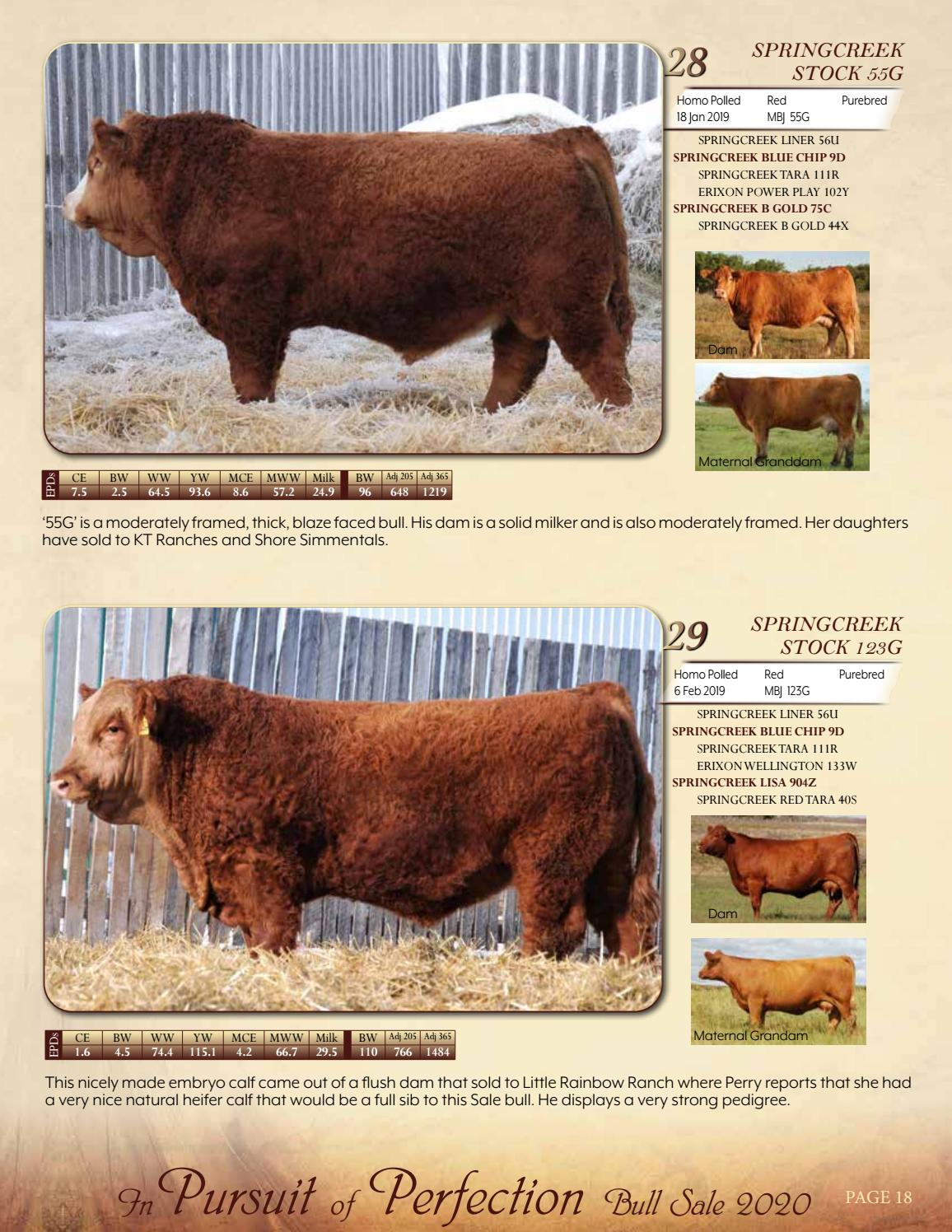 2019 Spring Creek Simmentals In Pursuit of Perfection Bull Sale by ...
