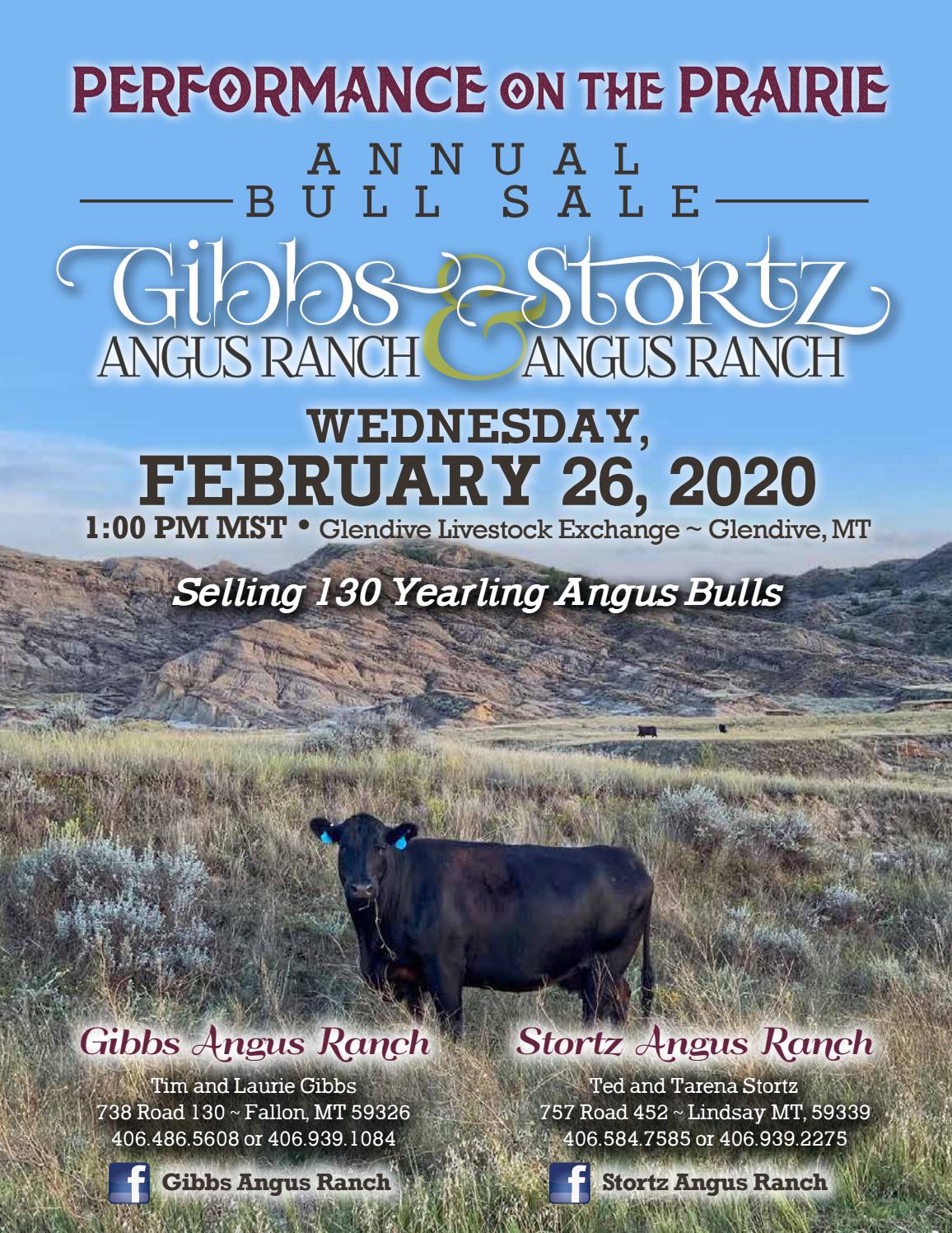 Performance on the Prairie-Gibbs Angus Ranch & Stortz Angus Ranch 2020 ...