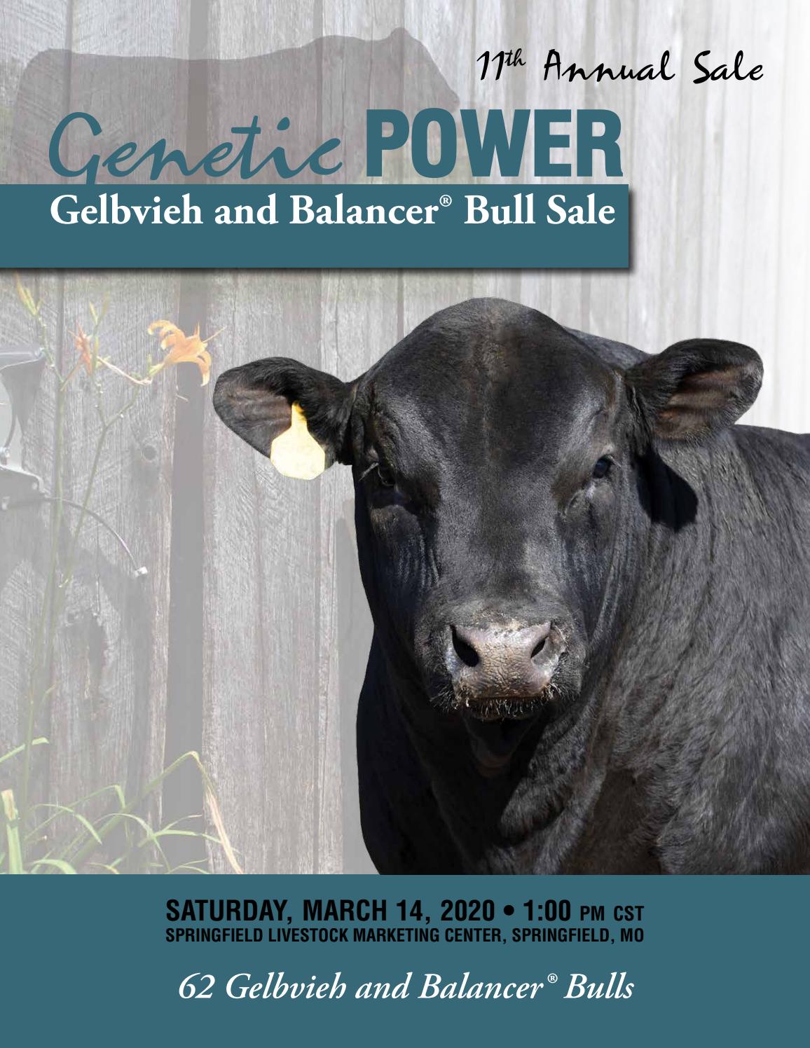 11th Annual Genetic Power Gelbvieh & Balancer Bull Sale by American ...