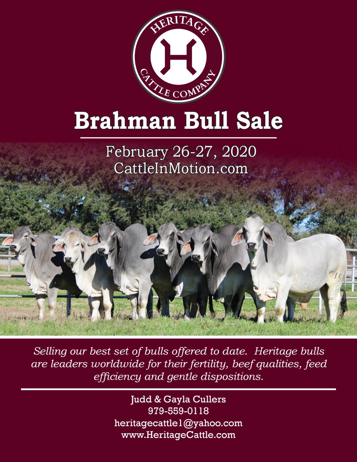 Heritage Cattle Company’s Brahman Bull Sale by Cattle In Motion, LLC ...