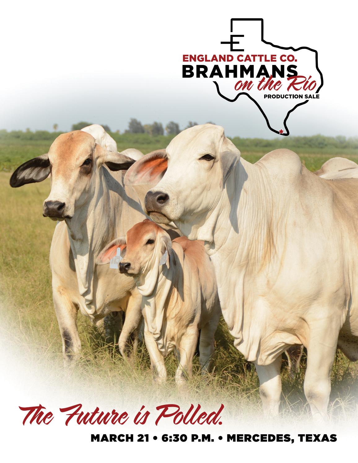 Brahmans on the Rio, presented by England Cattle Co. by Cattle In ...